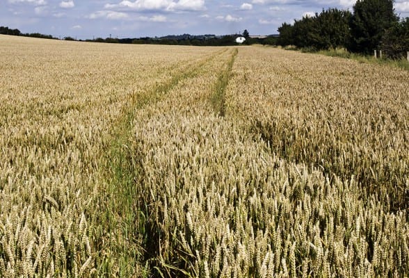 Crop Management – Crop Management