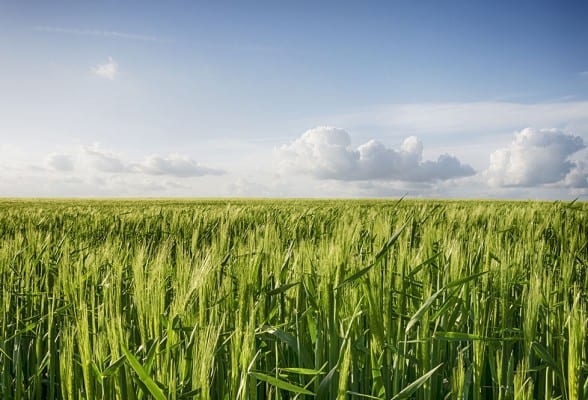 Crop Management – Crop Management